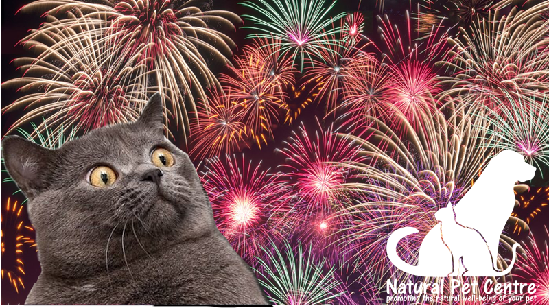 Preparing for Bonfire Night 2022 — Natural Pet Centre