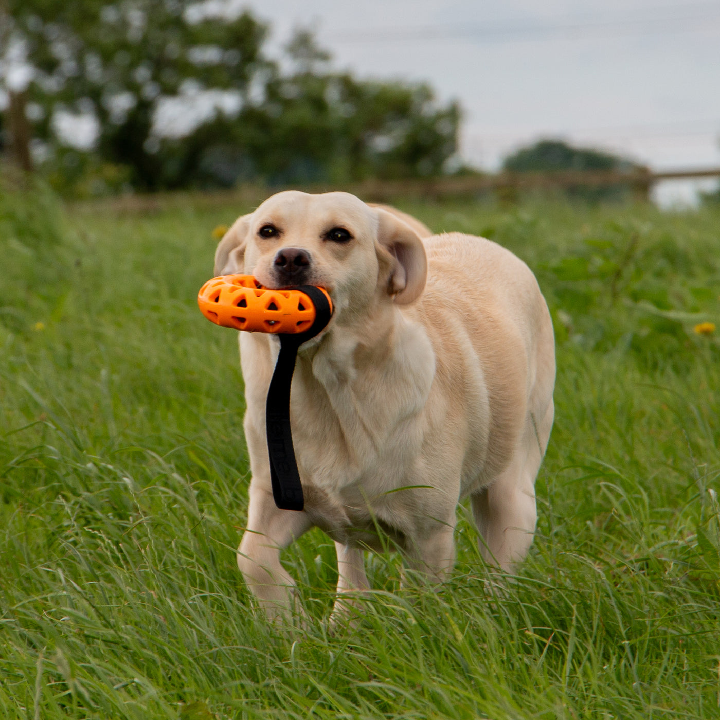 Extreme Floating Donut with Strap — Natural Pet Centre